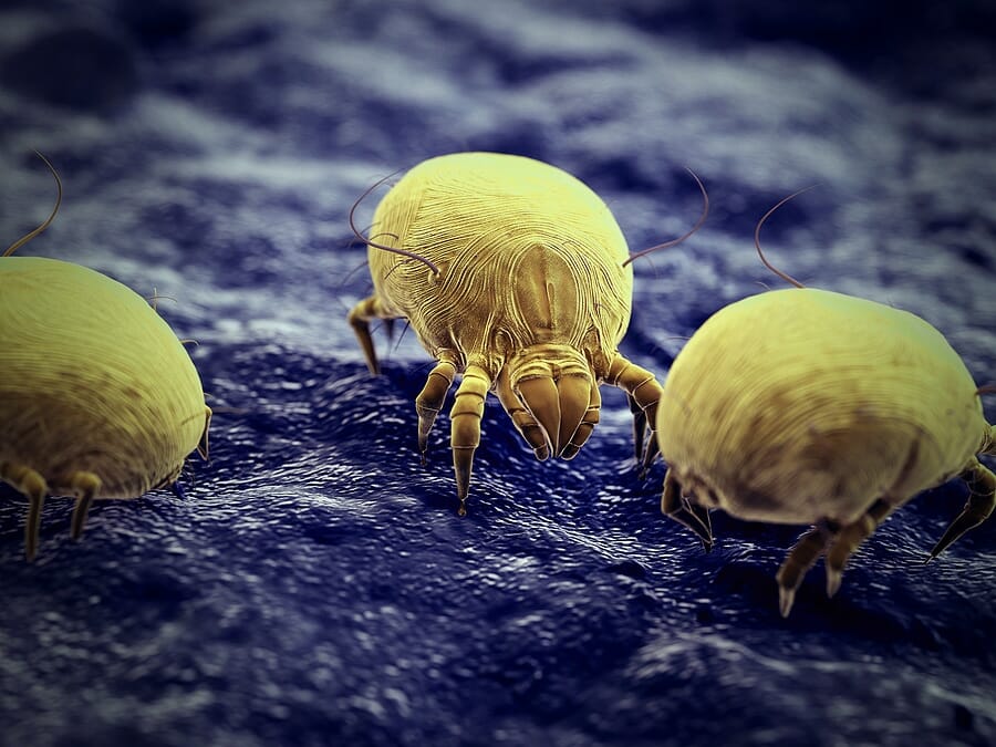 Mehlmilben bekämpfen – wie ist dies möglich und woran sind die Milben ...